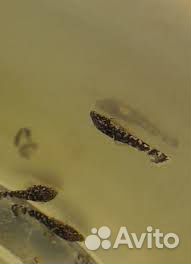 Сом анцитрус. малек