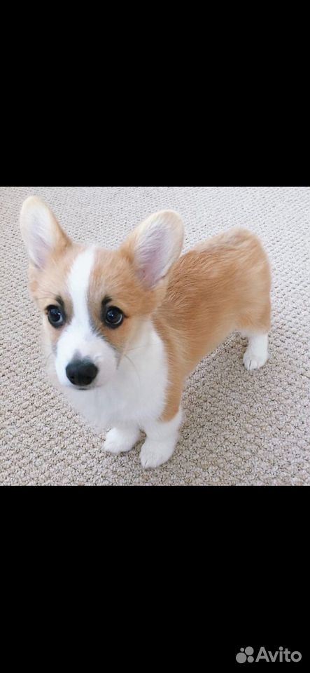 Вельш корги