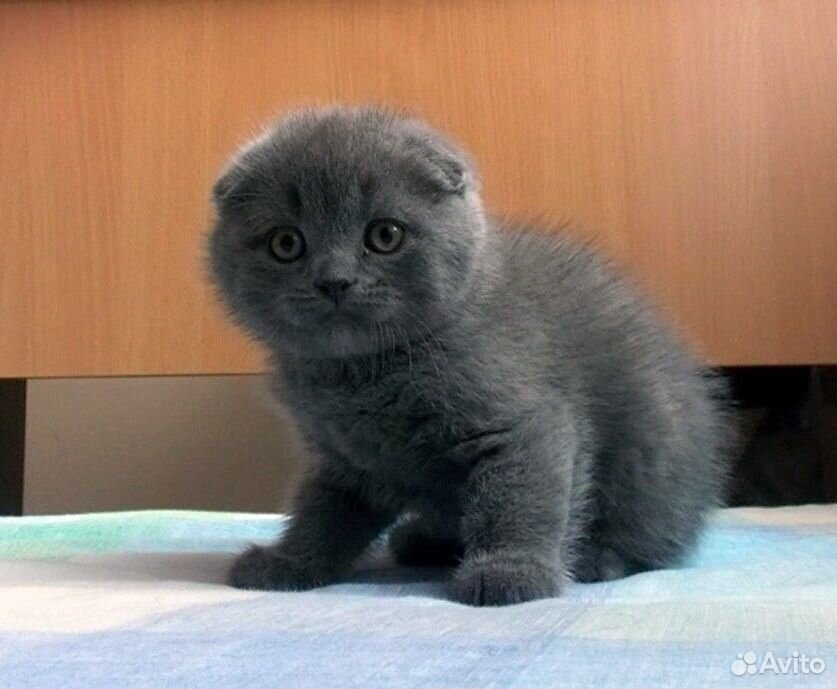 Голубой вислоухий котенок Барни