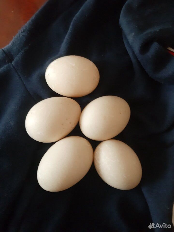 Яйца инкубационные индоутки (мускостные утки)