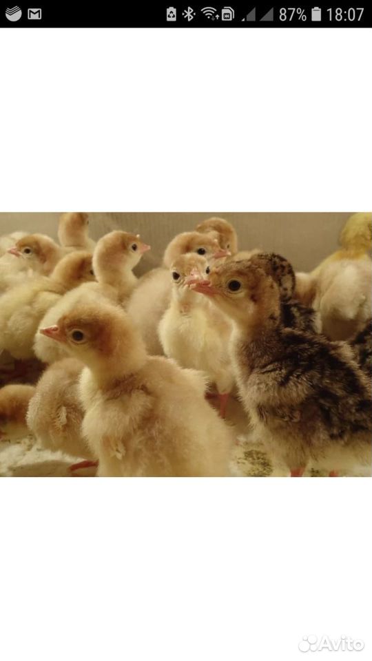 Яйцо бройлера Росс 308 Болгария, Индюшата, Кучинка