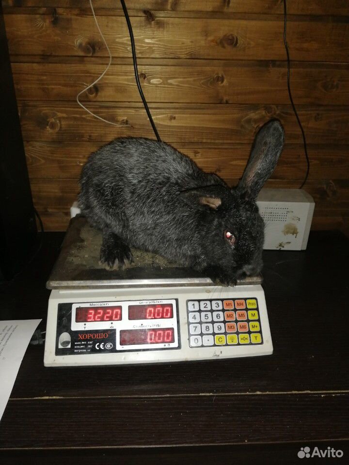 Полтавское серебро