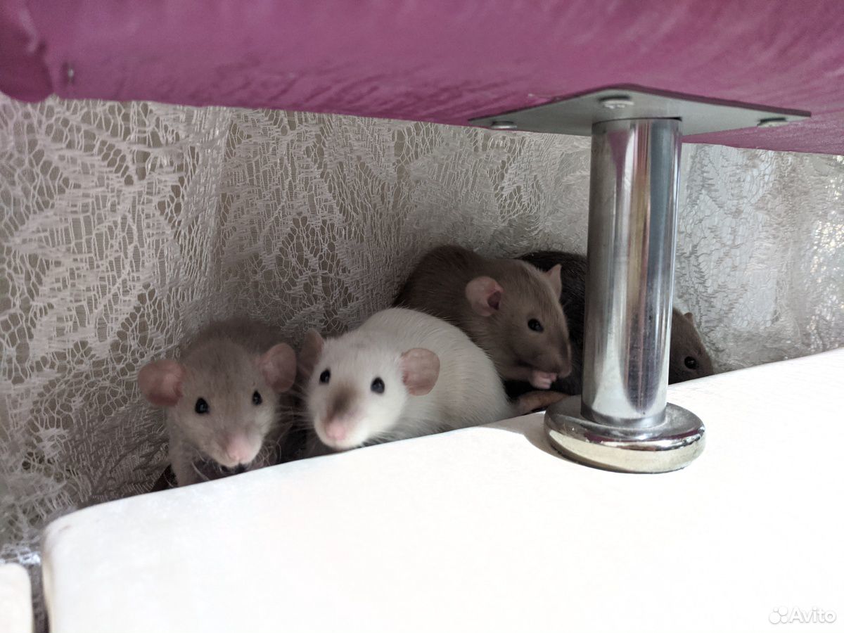Крысята бурмиз и Сиам дамбо
