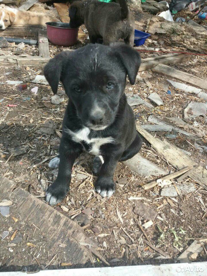 Щеночек-Мальчик в Добрые Руки