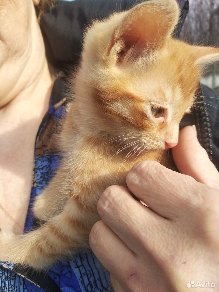 Весёлый, милый котёнок)