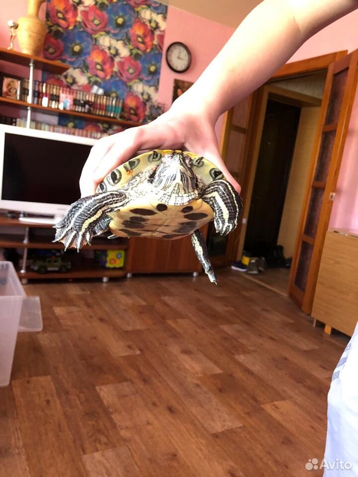 Продаётся красноухая (пресноводная) черепаха