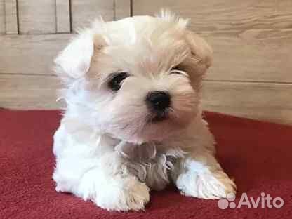 Отдадим в хорошие руки щенка малтезе