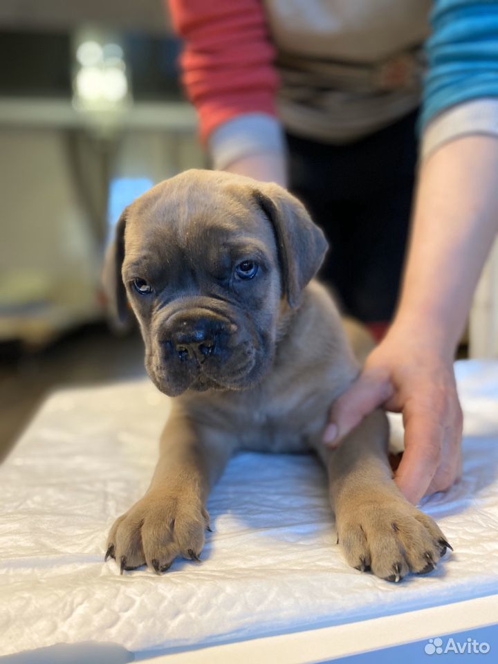 Кане корсо - мощь красота и грация