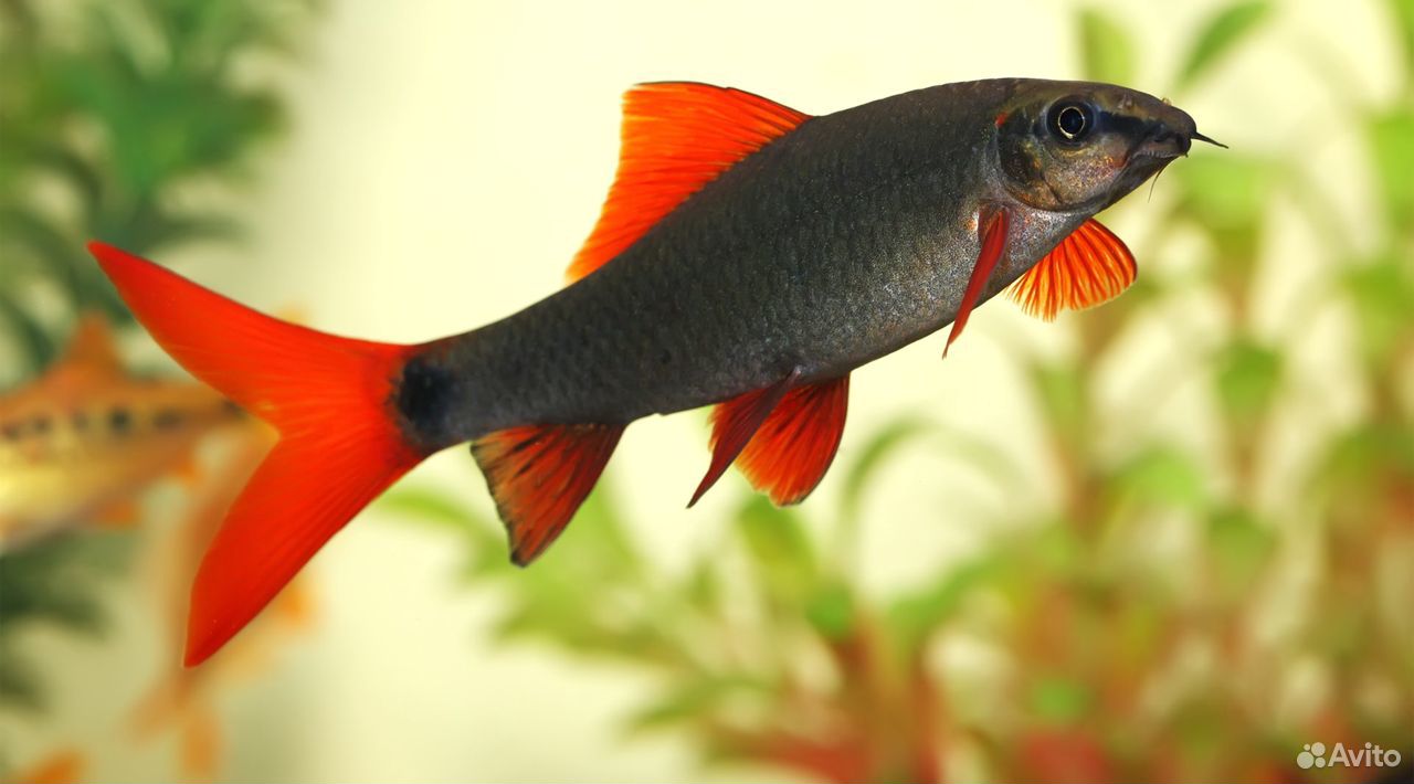 Отдам даром Лабио зеленый