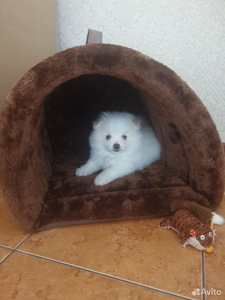 Померанский шпиц