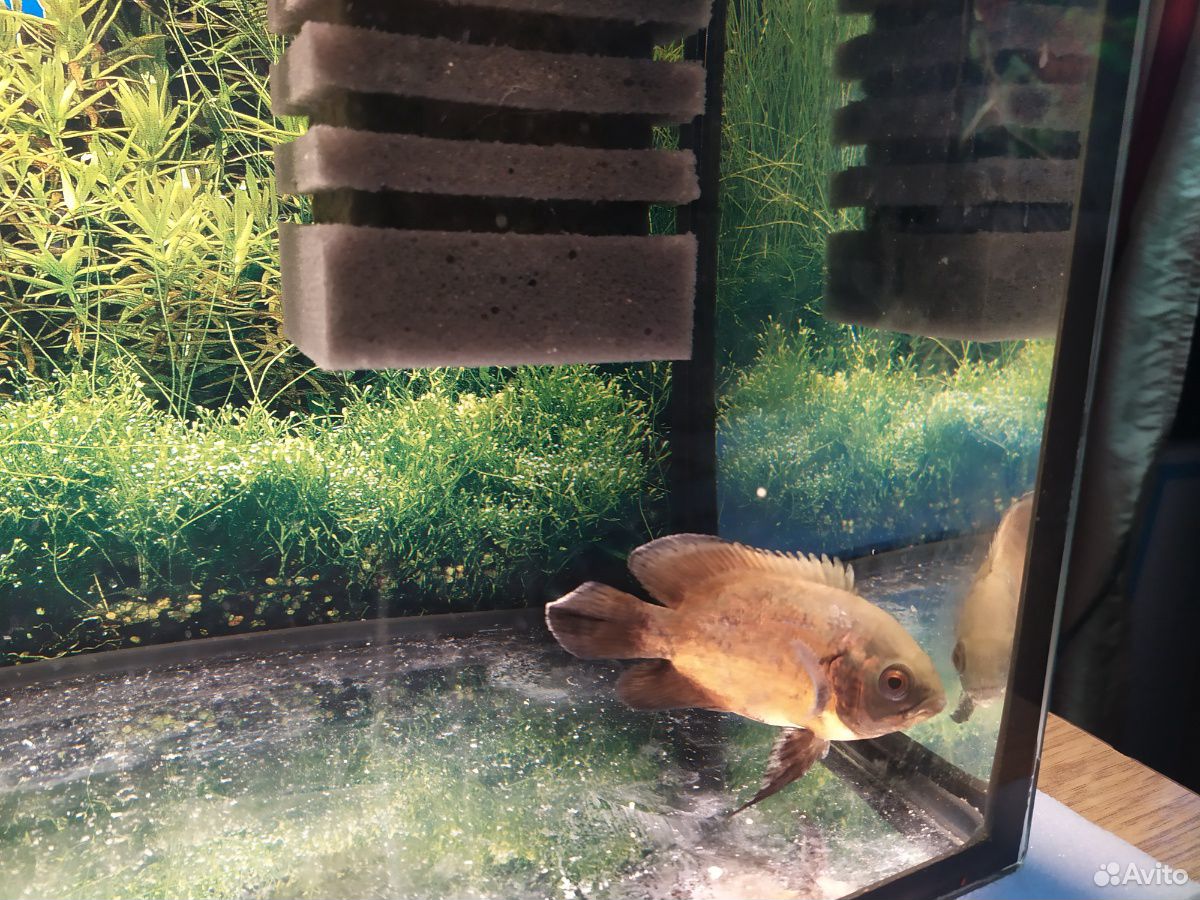 Астронотус