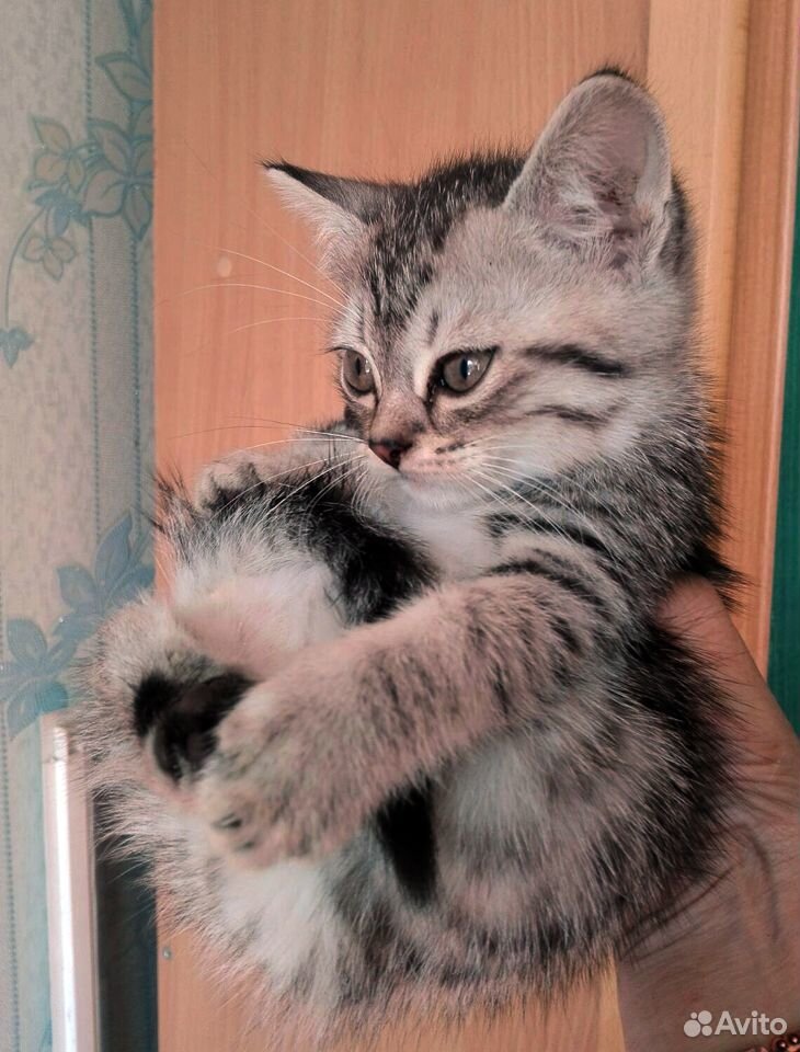 Счастье в ладошке