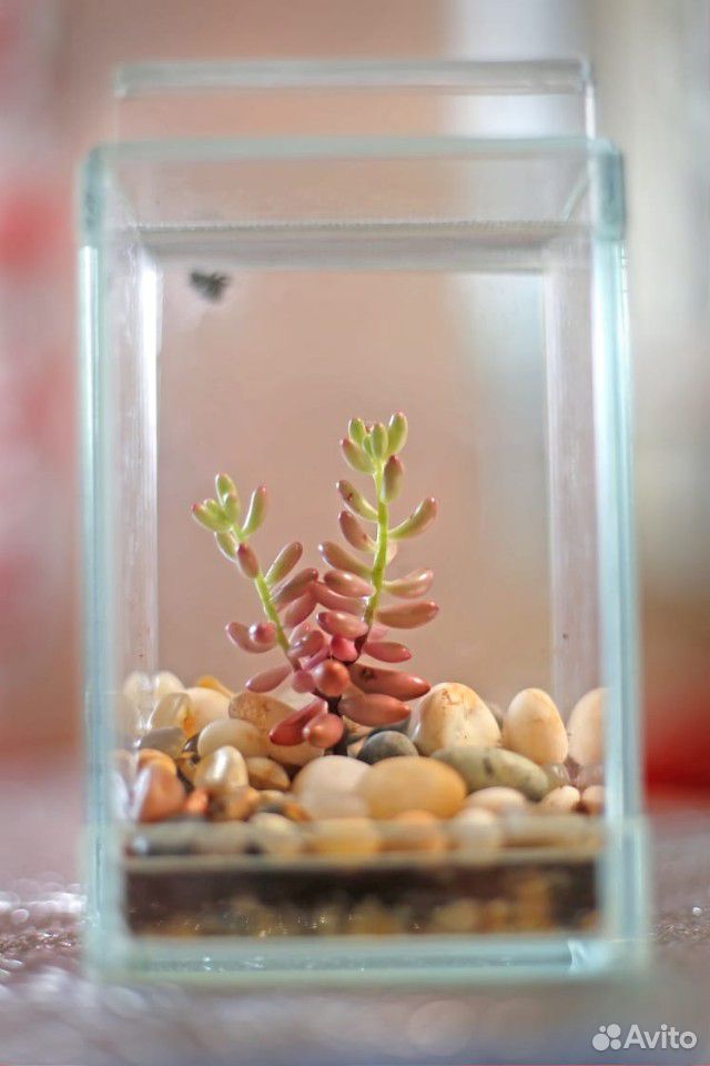 Флорариум с паучком