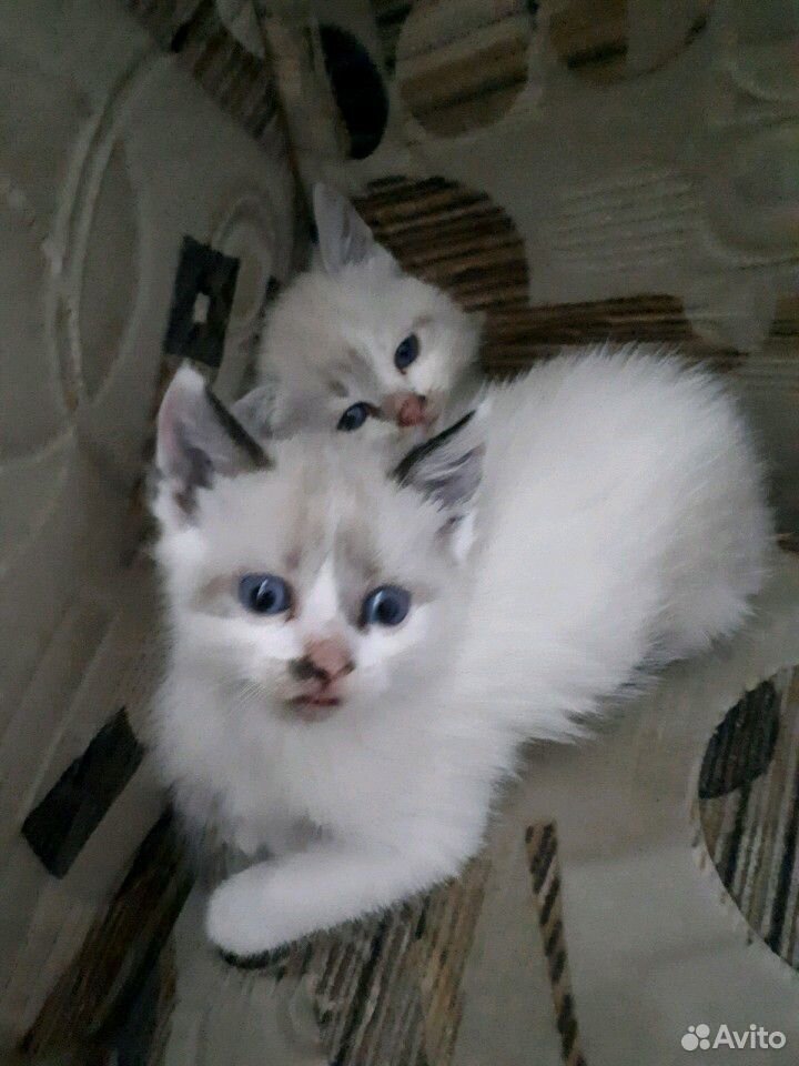 Котик Кокос и кошечка Симба