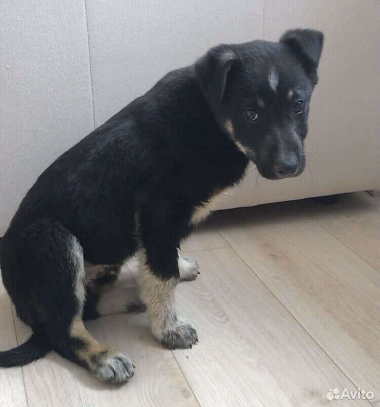 Щенок, мальчик, вырастет по колено, щенята, щенки