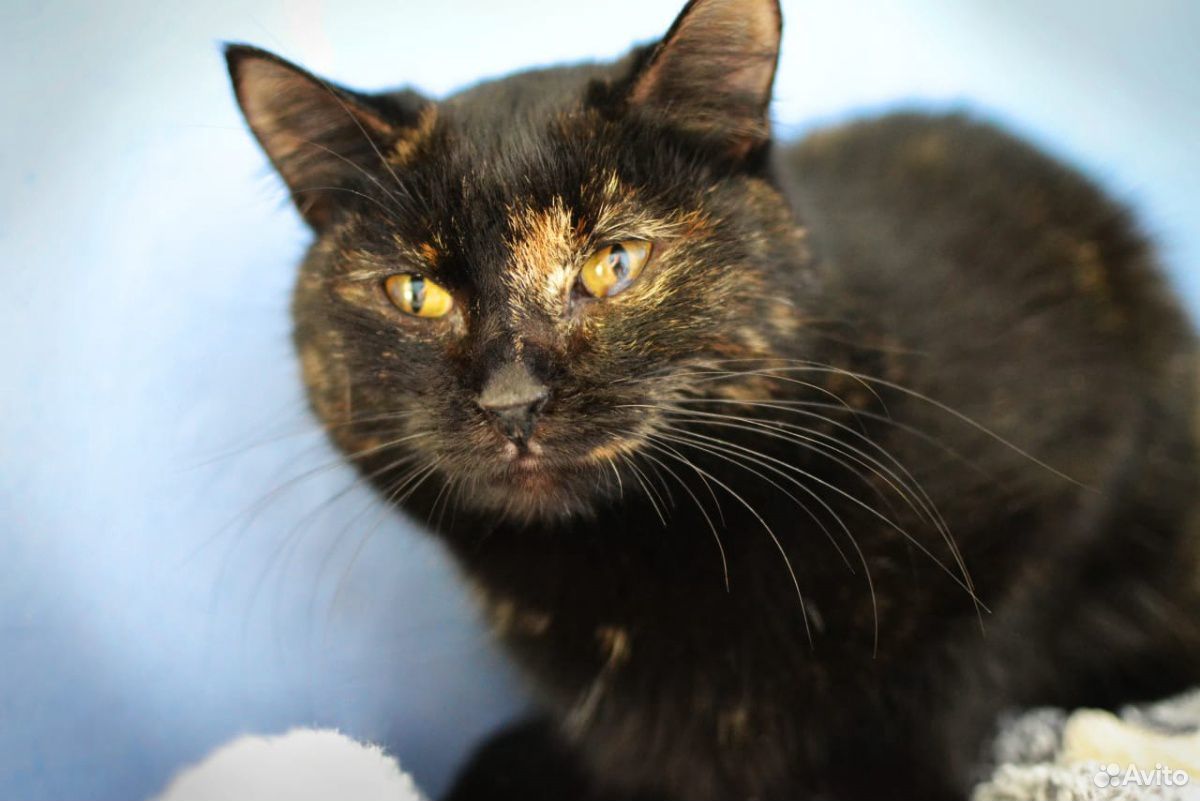 Кошечка Шерри ищет хозяина