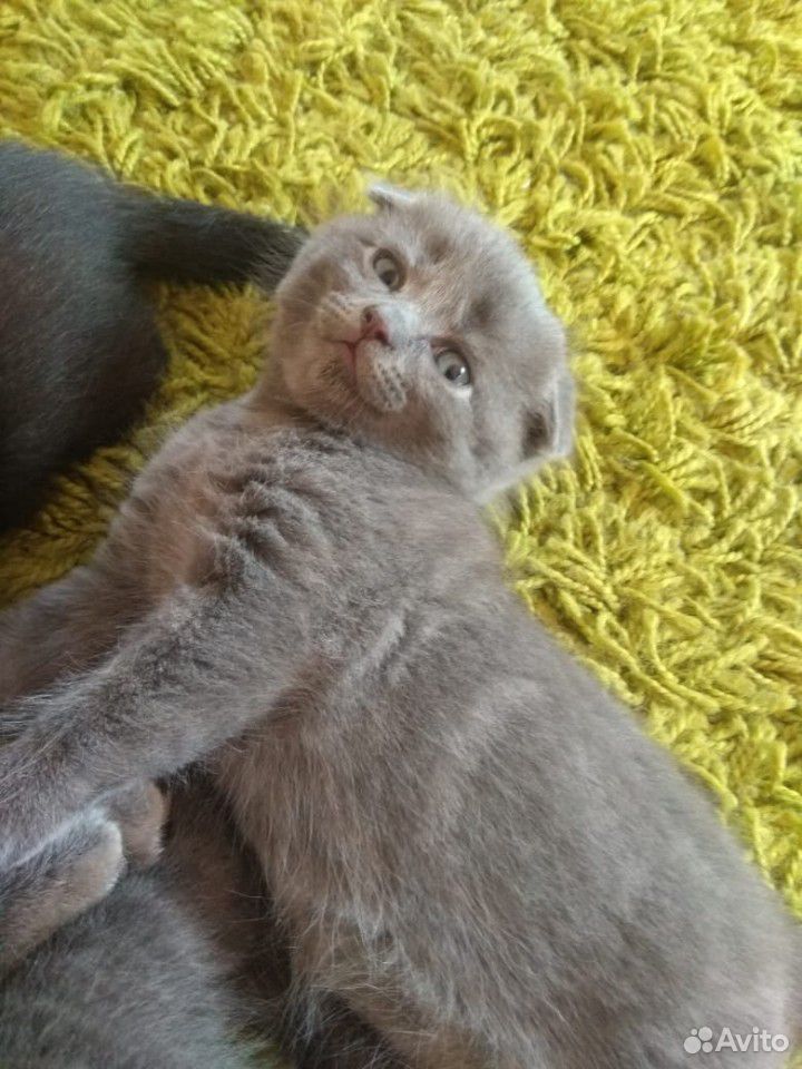 Шотландская