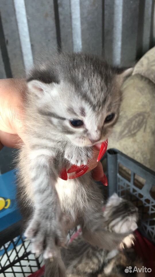 Кошка