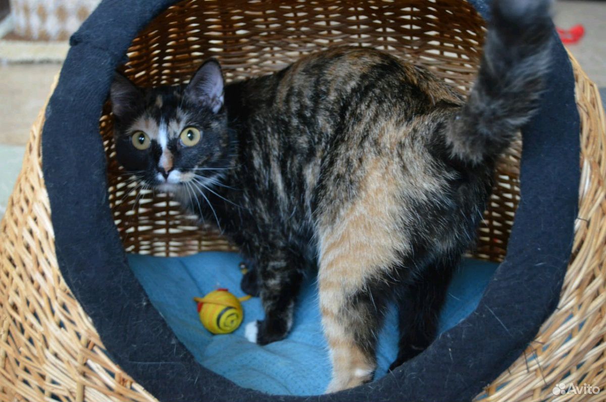 Кошка Варенька стерильная