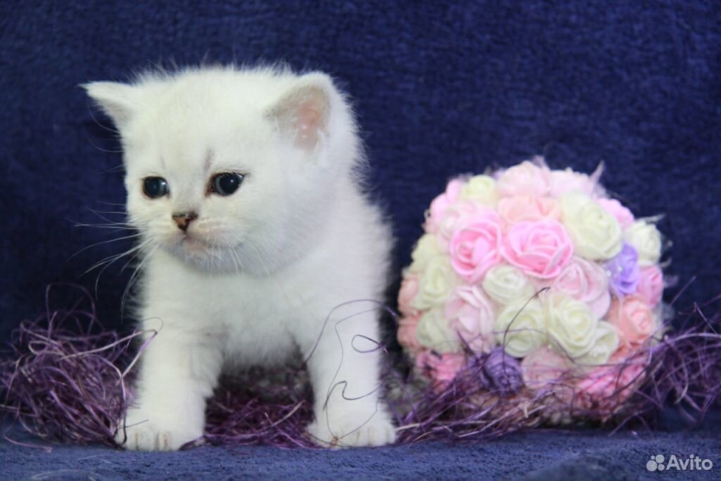 Котик Лайн