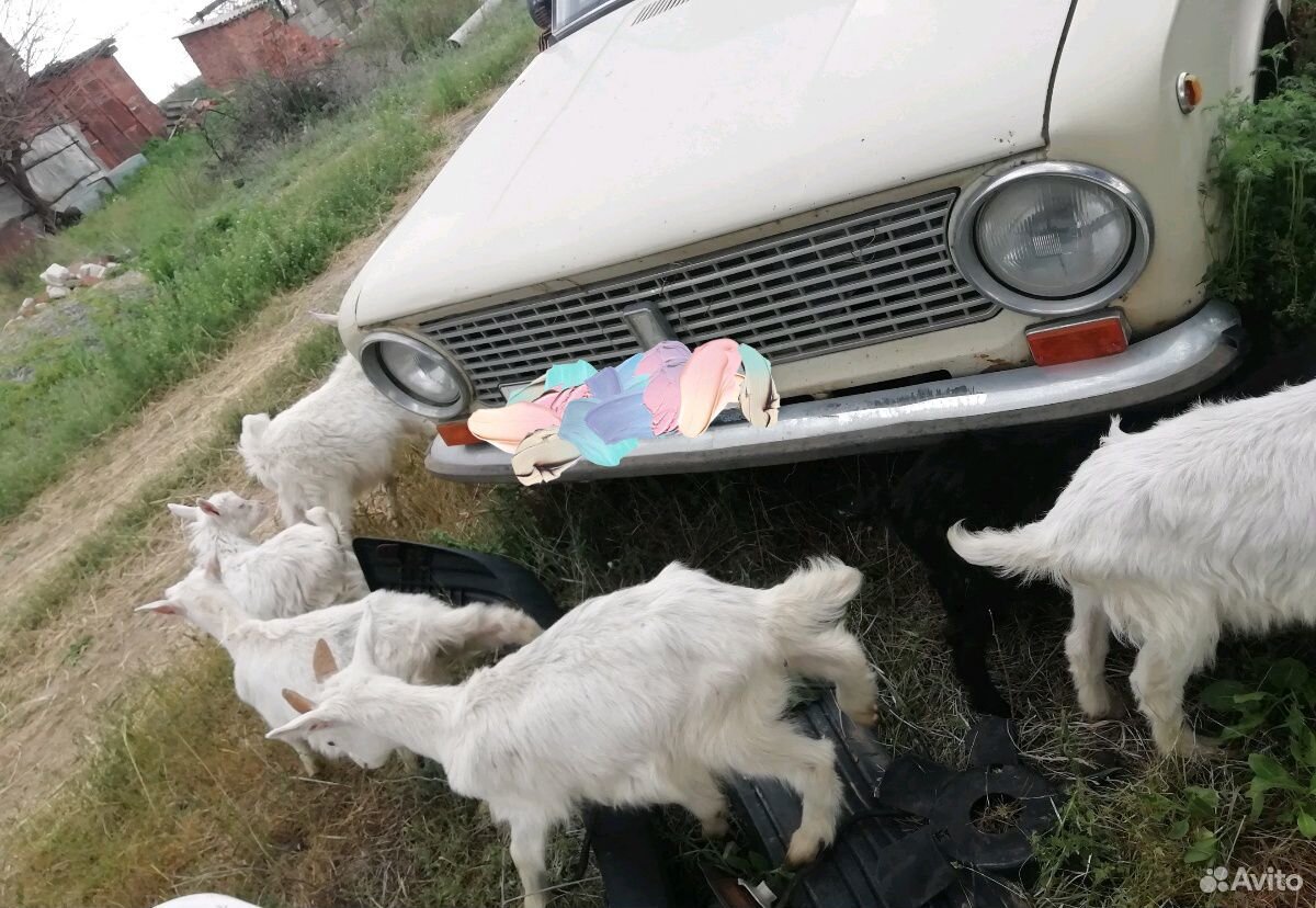 Зааненские козлы