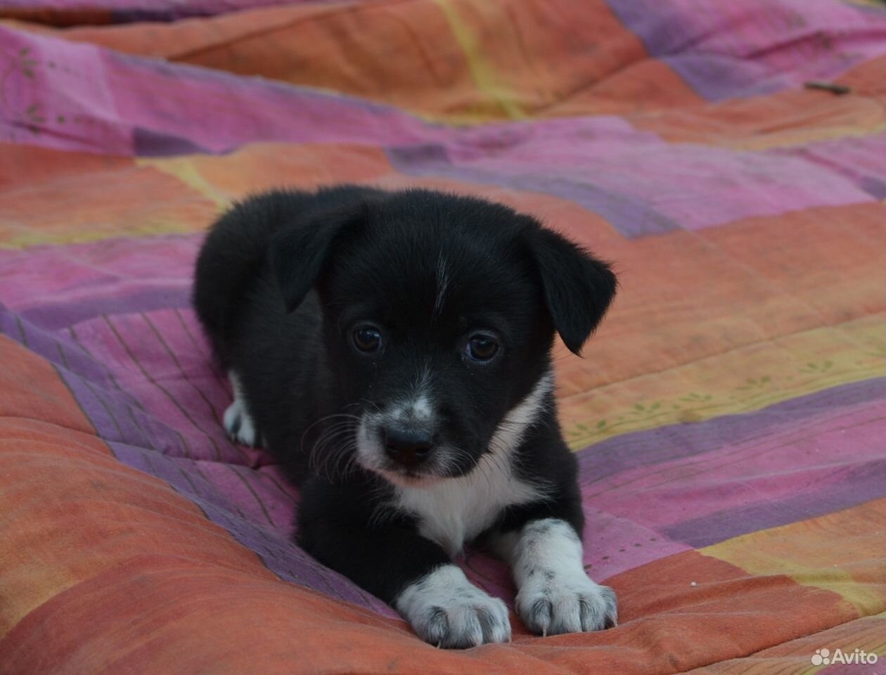 Ищет дом щенок не крупной собачки Лёля