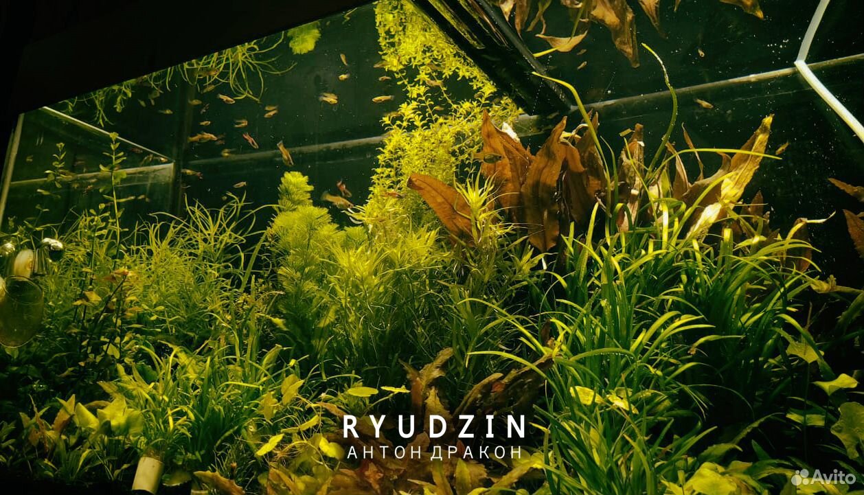 Аквариумные растения