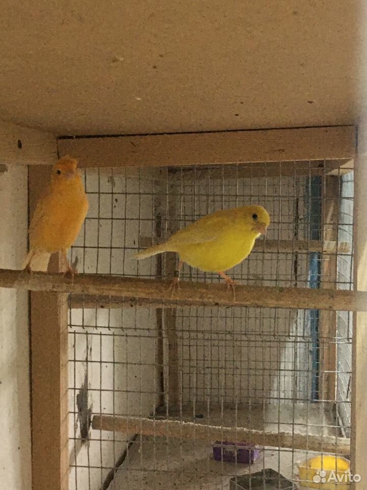 Канарейки