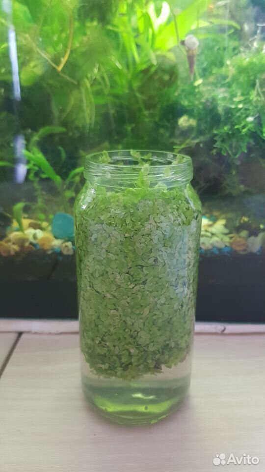 Ряска для аквариума