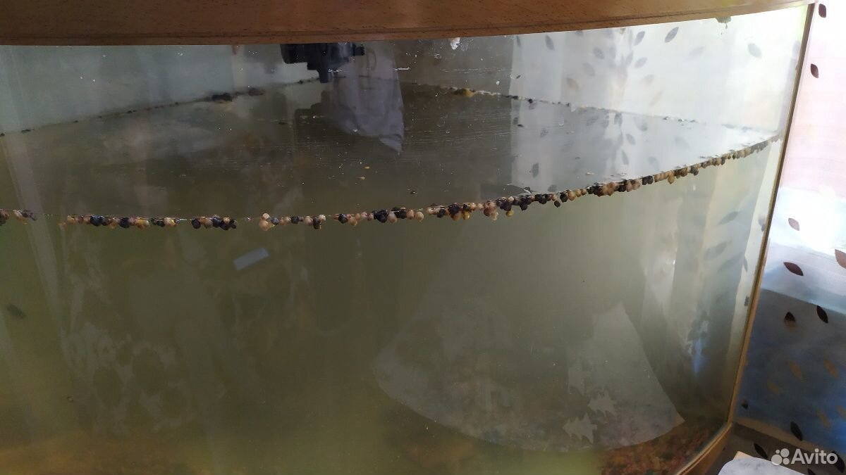 Аквариумные улитки