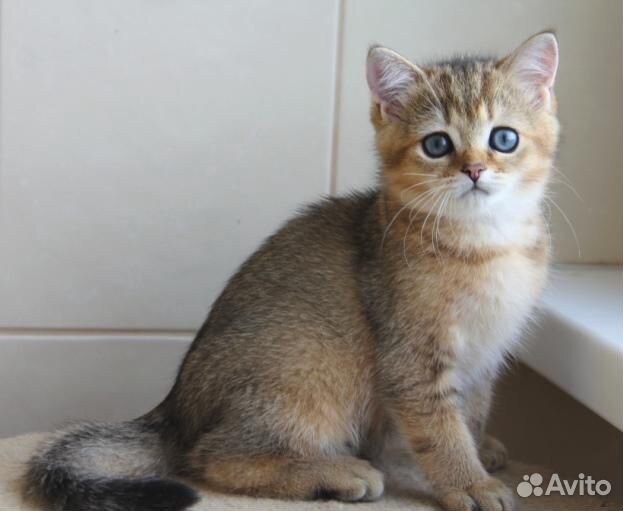 Шиншиллы чистокровки золотых окрасов