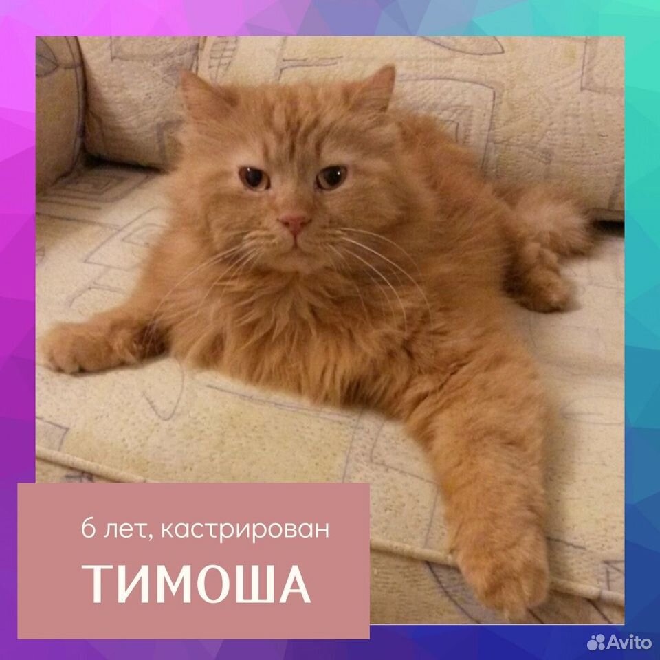 Кот 5-6 лет в добрые руки