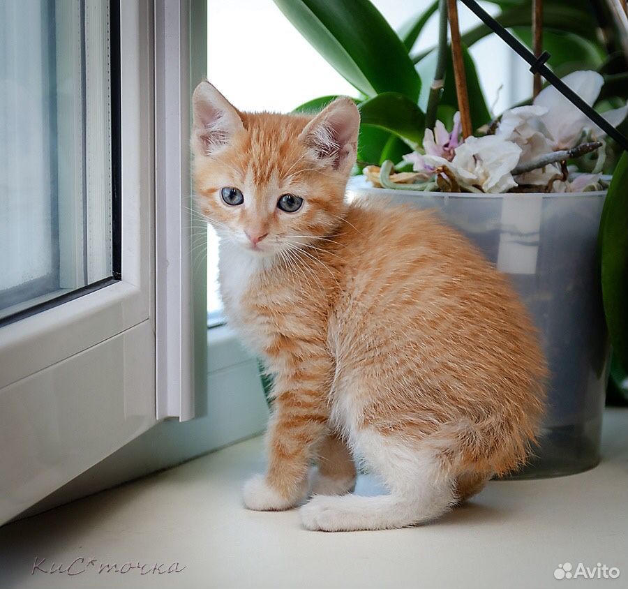 Котомальчик, 2 мес ищет дом