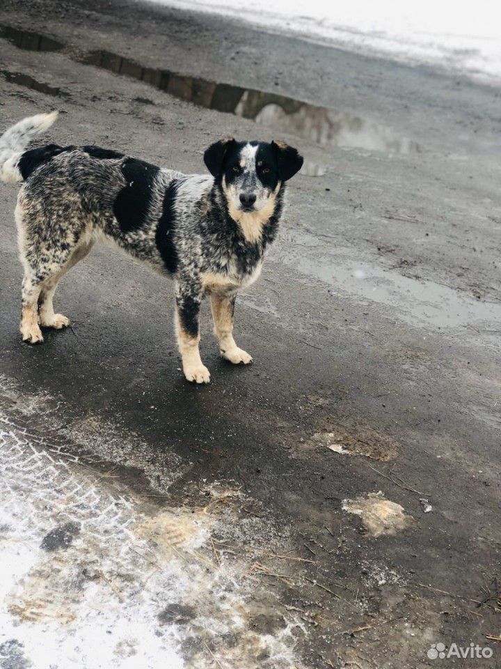 Собачка ищет дом