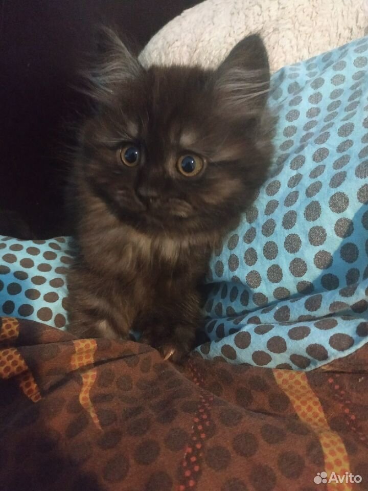 Котёнок-инвалид бесплатно