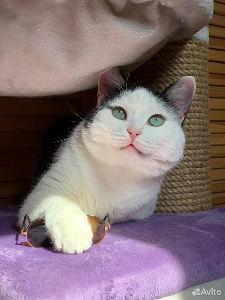 Голубоглазый Котик 3 года