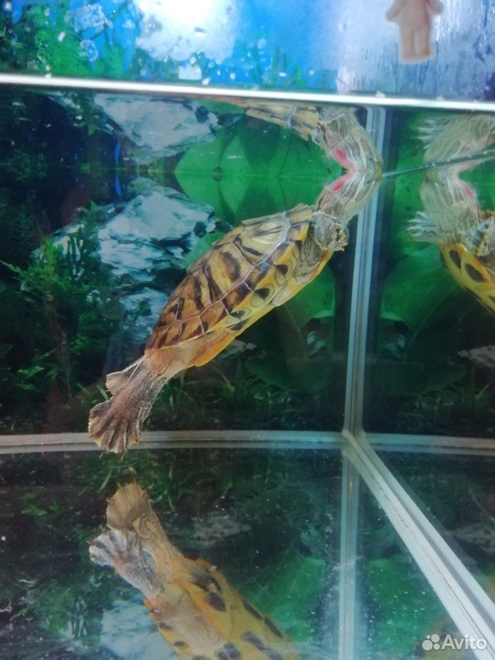 Черепаха морская краснаухая с аквариумом 60 л