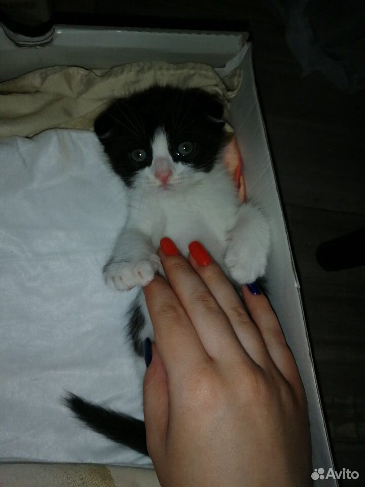 Вислоухий шатландец