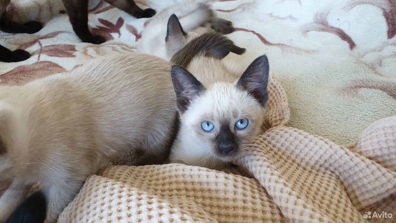 Продаются котята