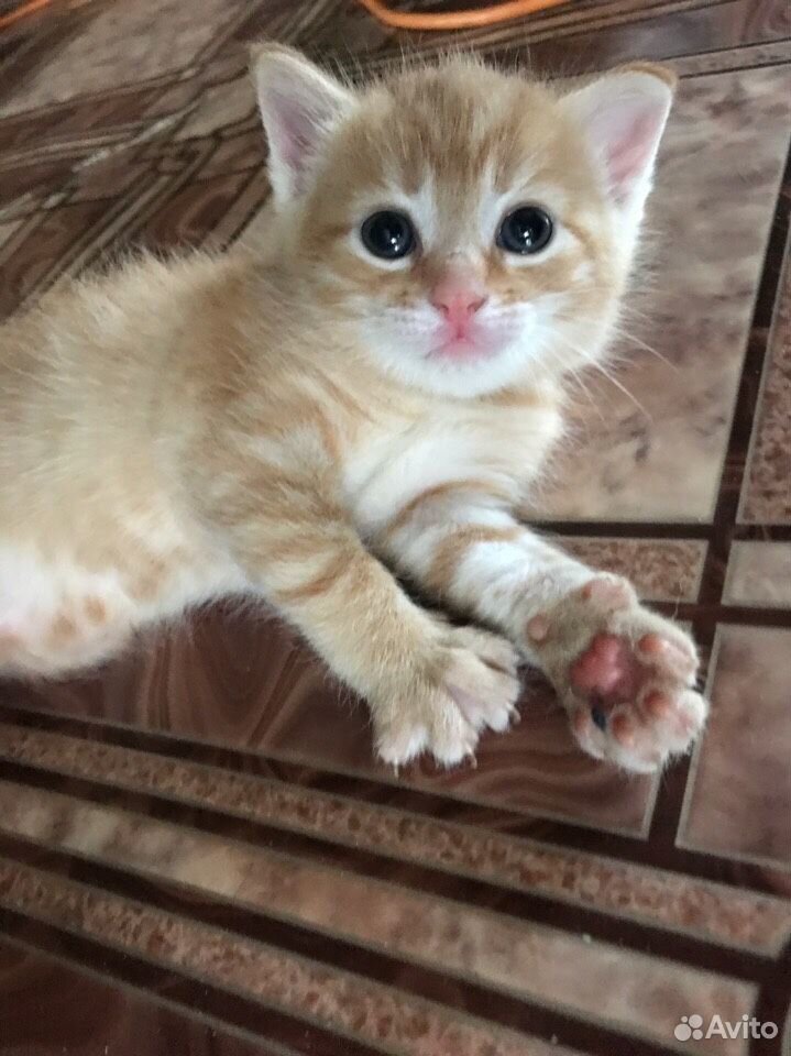 Отдам котёнка в самые добрые руки
