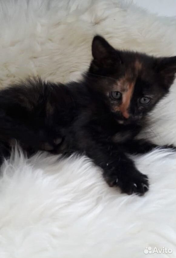 Котёнок