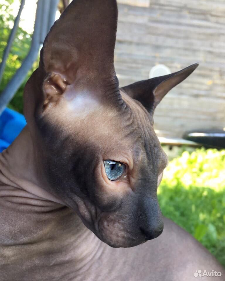 Вязка сфинкс(канадский)