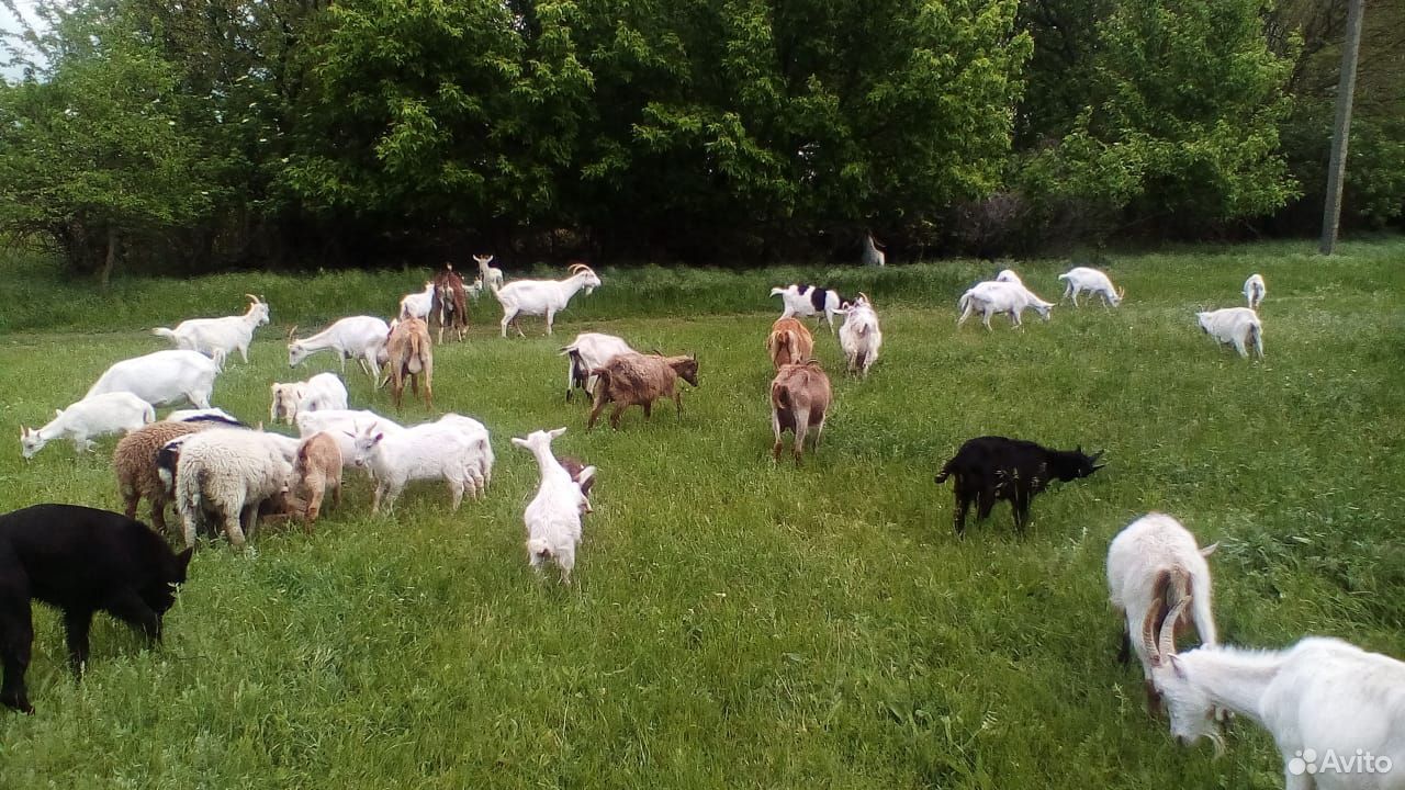 Продаю коз