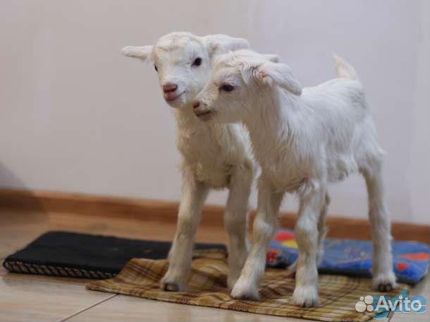 Козочки и козлятки