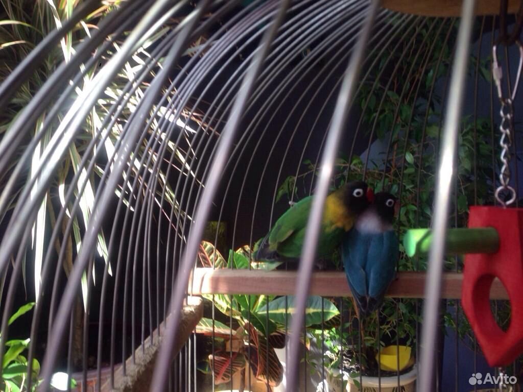 Отдам попугайчиков-неразлучников