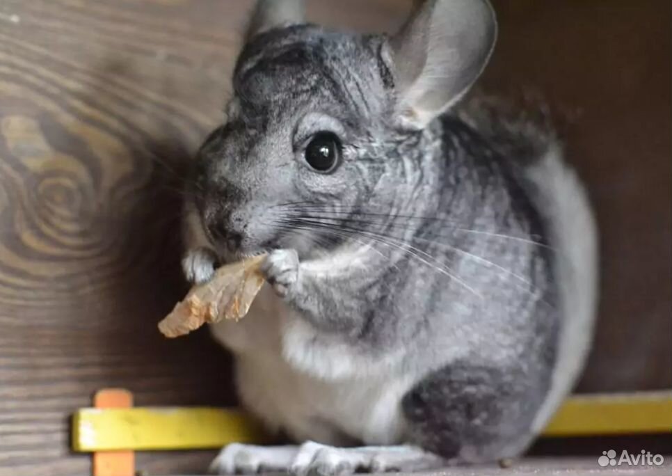 Шиншилла девочка с клеткой напольной