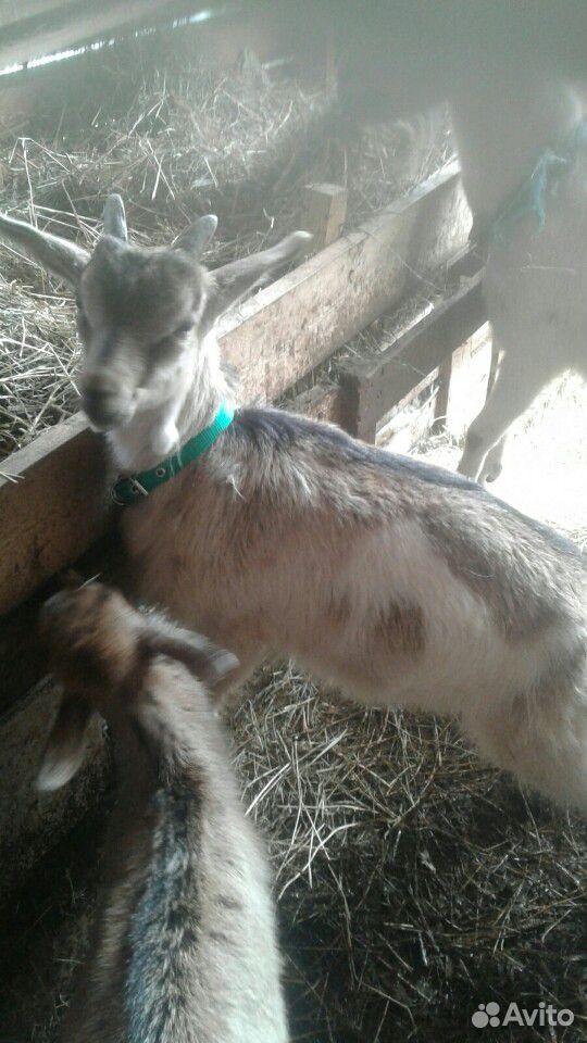 Козлики и козочка