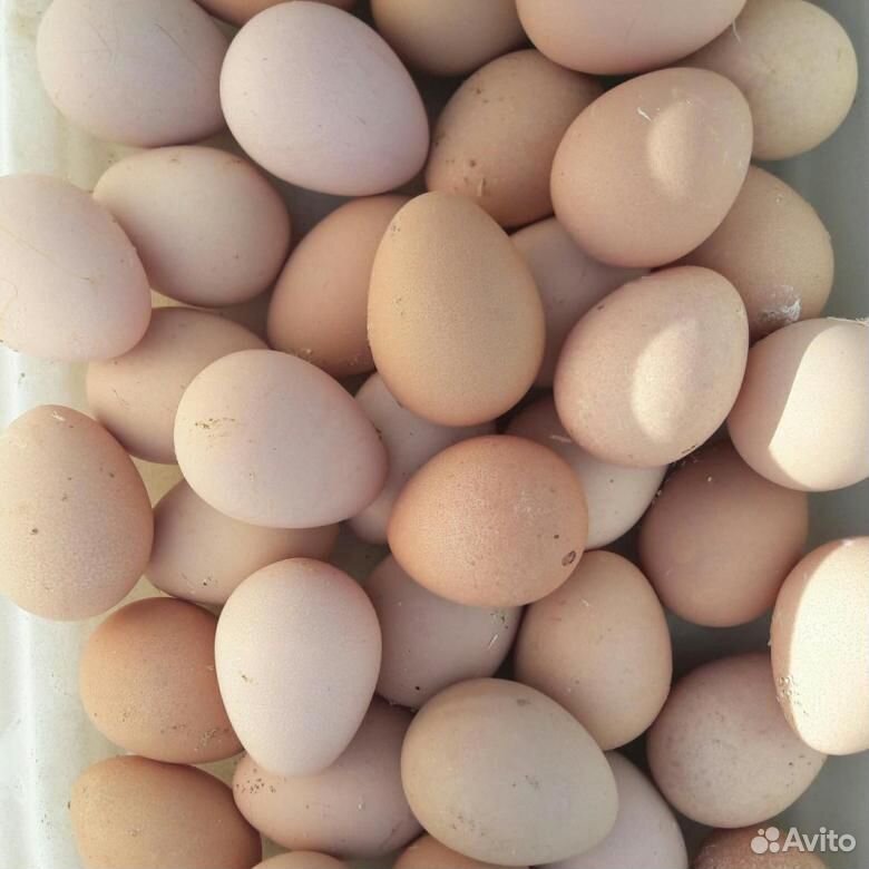 Инкубационные яйца цесарок