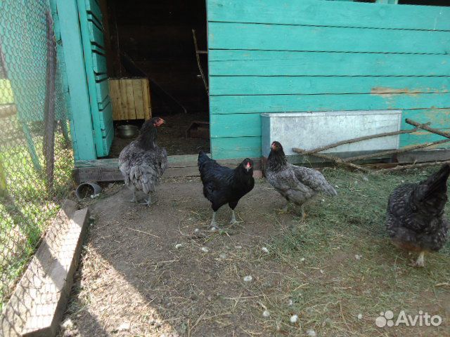 Семья амероукана -петух+три курочки
