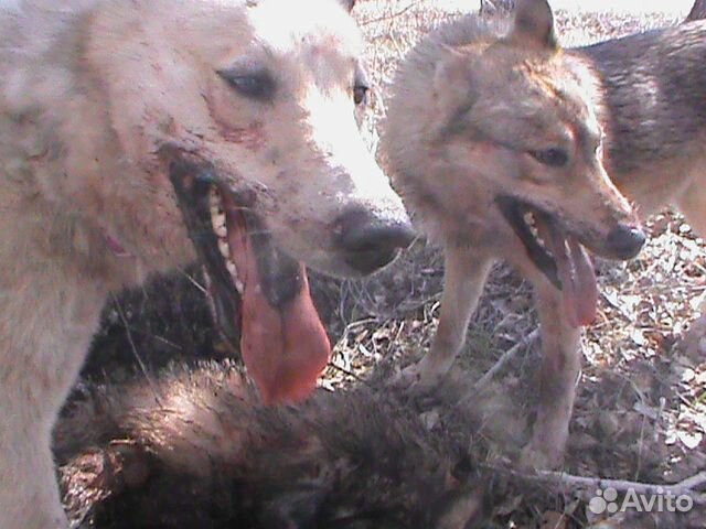 Кобель зсл на вязку